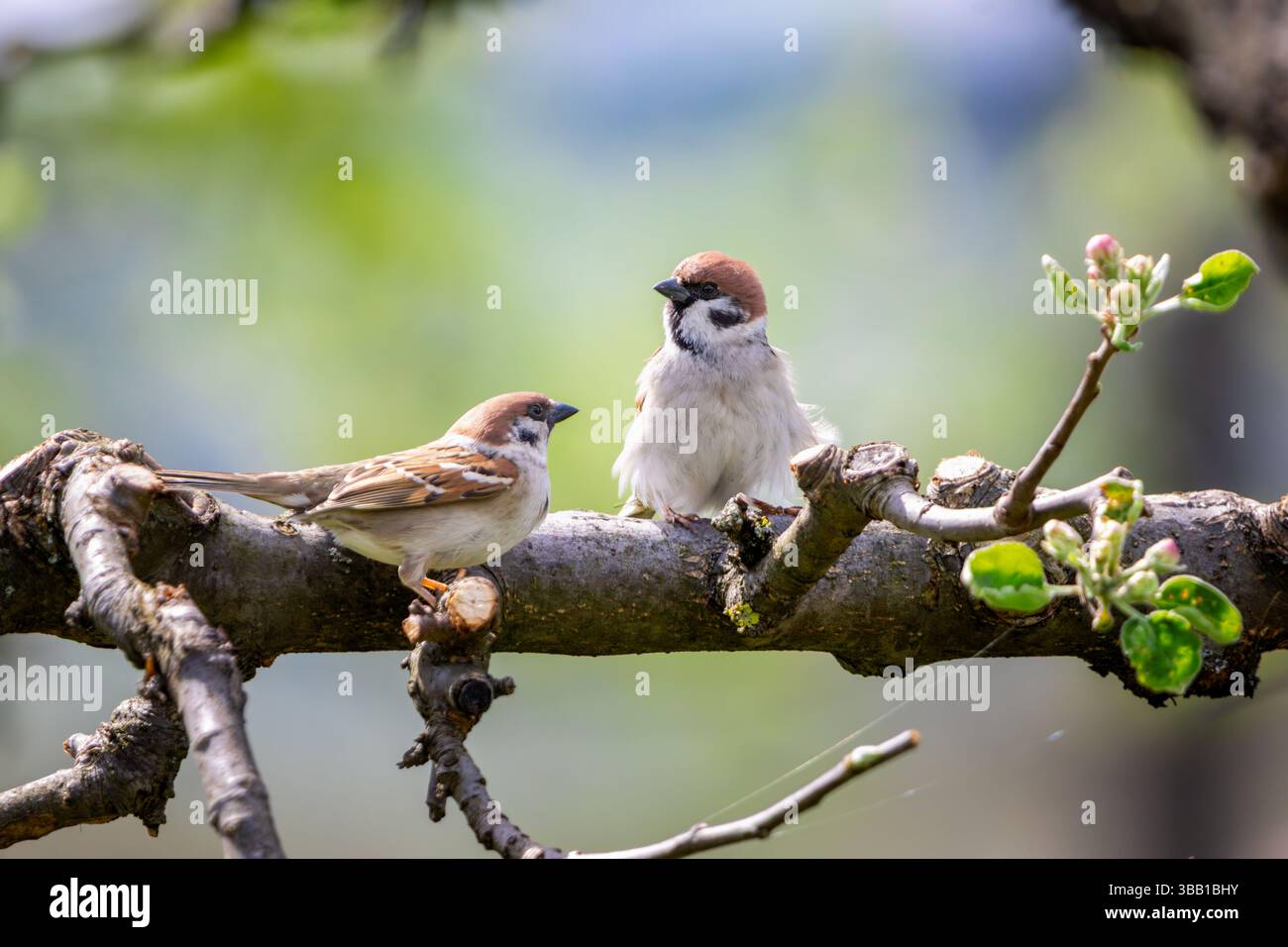 Sparrows rest on branches in hi-res stock photography and images - Alamy