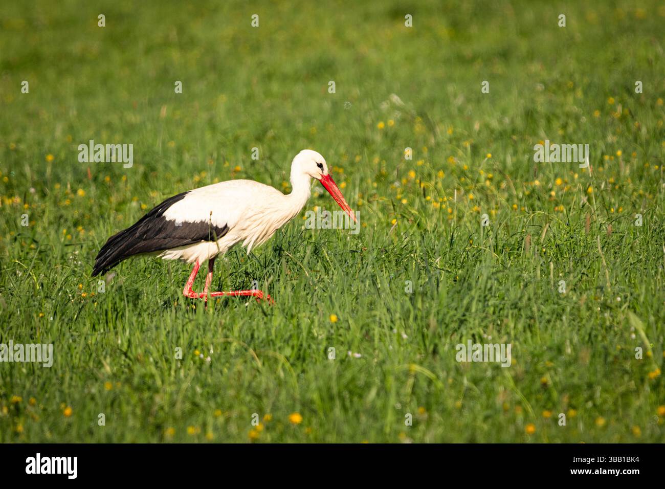 Stork walks across meadow hi-res stock photography and images - Alamy