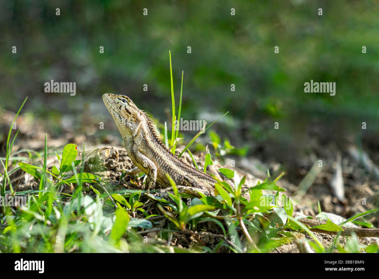 Oriental Garden Lizard Calotes versicolor is a common Asian lizard with ...
