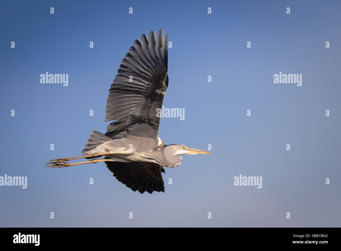 A grey heron (Ardea cinerea) captured mid-flight, soaring with wings ...
