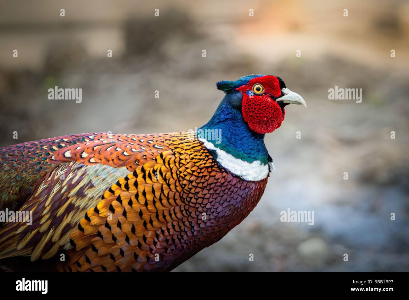 A male common pheasant (Phasianus colchicus) captured in profile ...