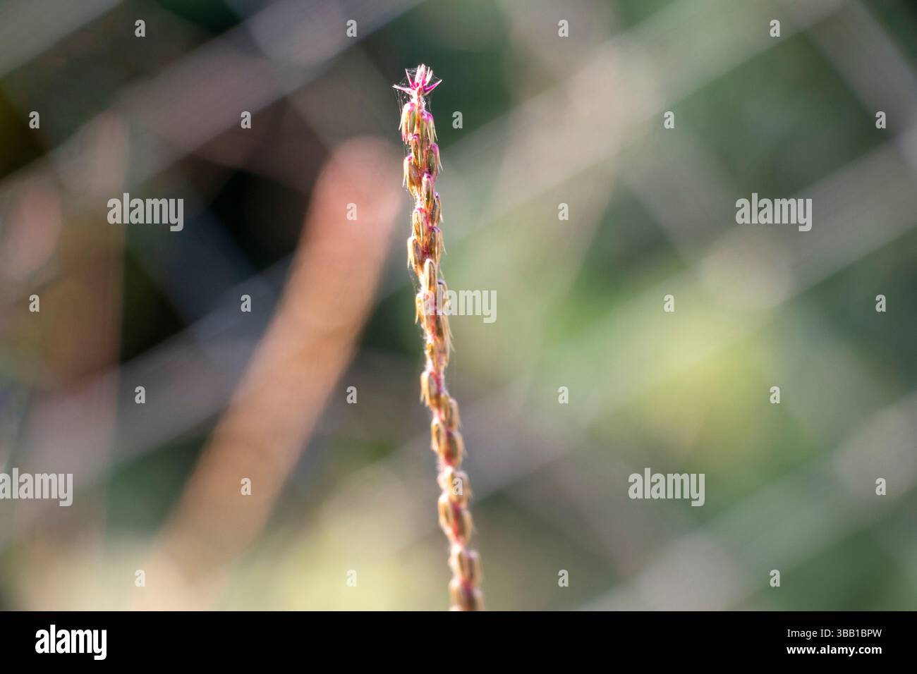 Scientific Name Achyranthes aspera. Common Names Devils Horsewhip ...