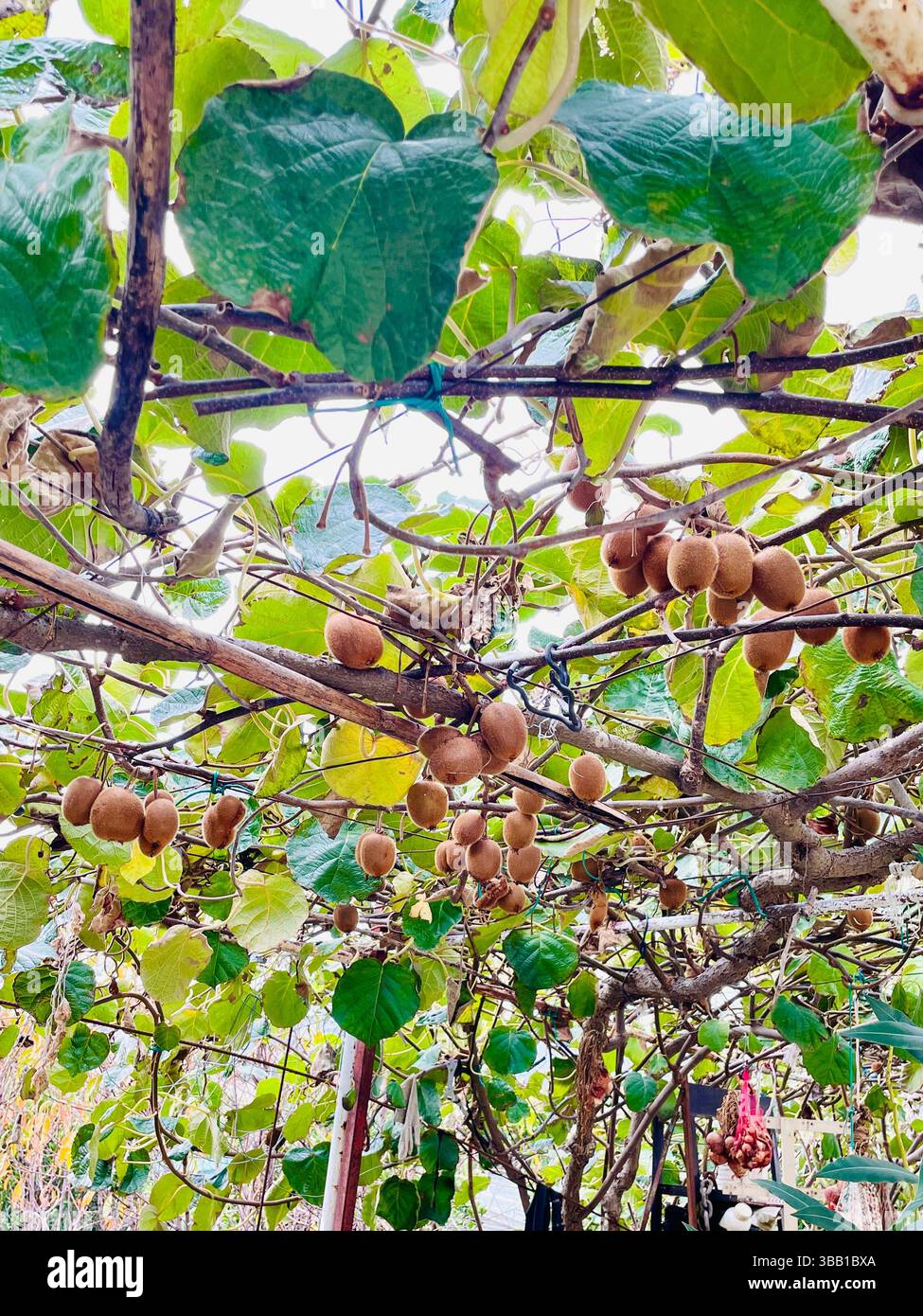 This photo shows how kiwis grow and hang down like grape clusters Stock ...