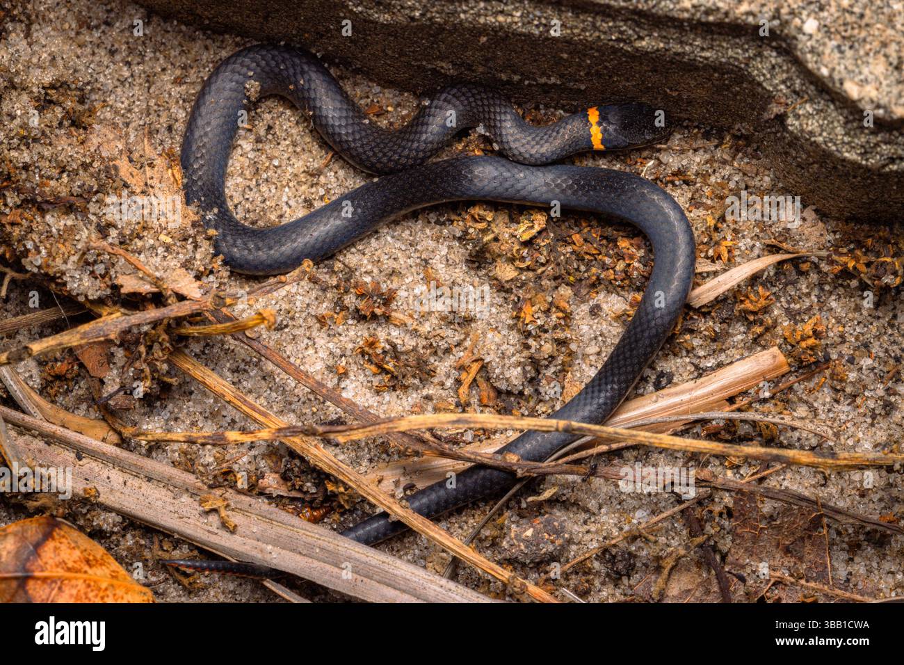 Smooth snake in sand hi-res stock photography and images - Alamy