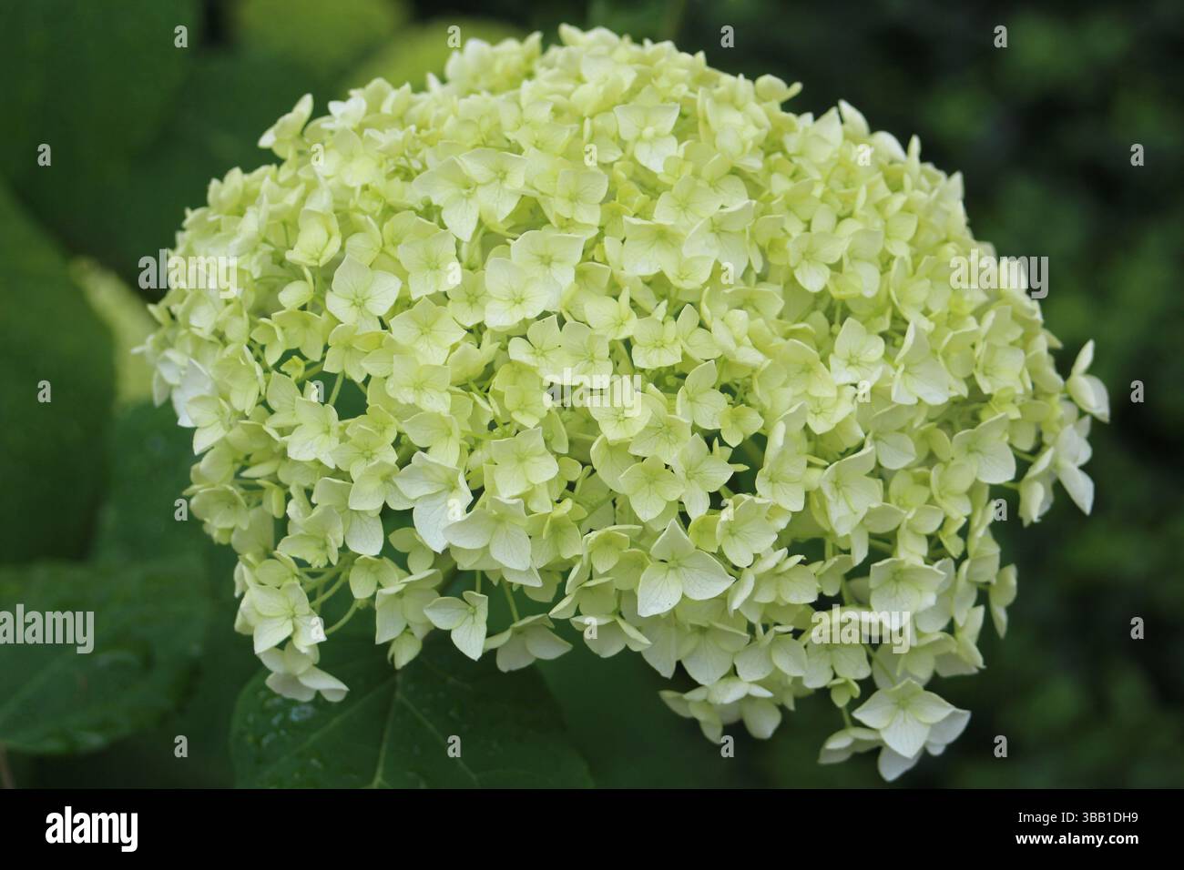 Green bush in detailed hi-res stock photography and images - Alamy