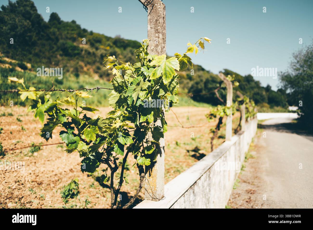 Young green grapevine growing along a rural roadside vineyard fence ...