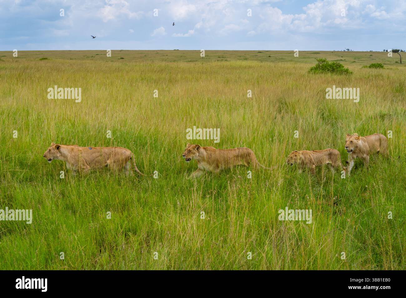 Wild lions pride in african hi-res stock photography and images - Alamy