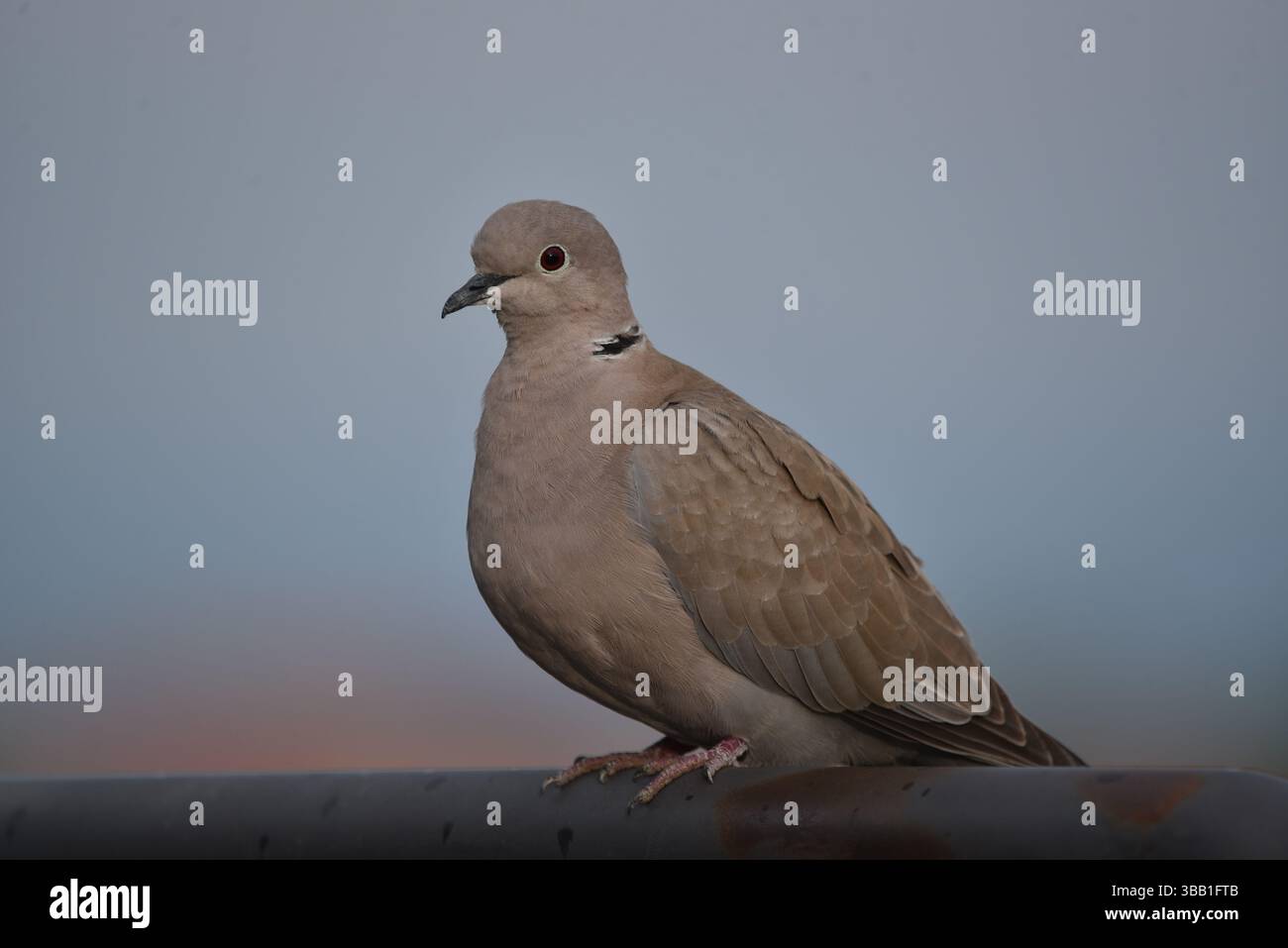 Closeup view over a collared dove, also known as eurasian collared dove ...