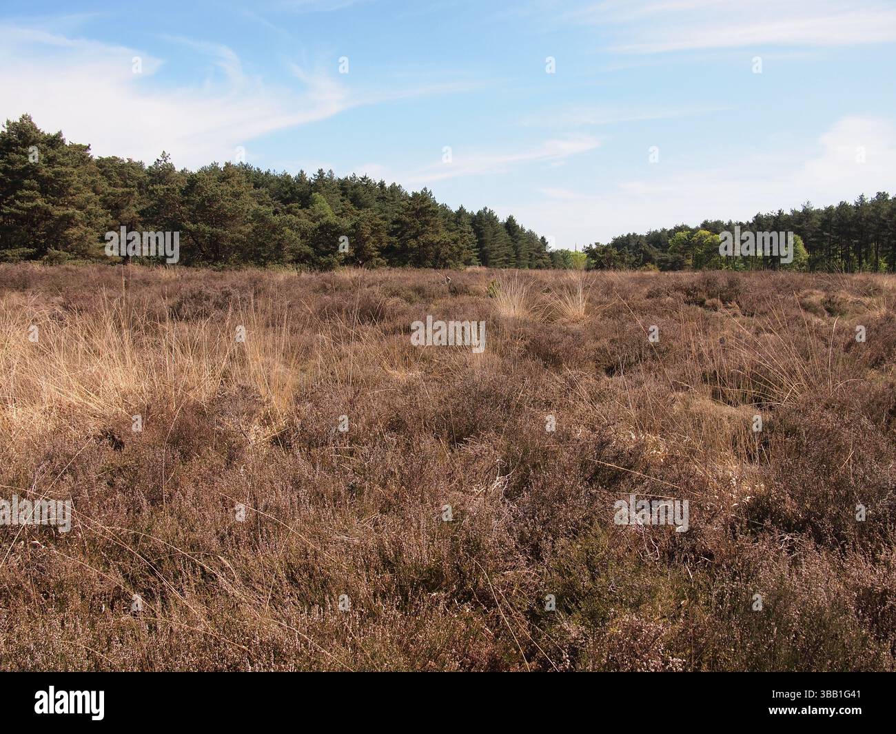Bleekerheide Nature Reserve in Bosland National Park (Lommel, Limburg ...