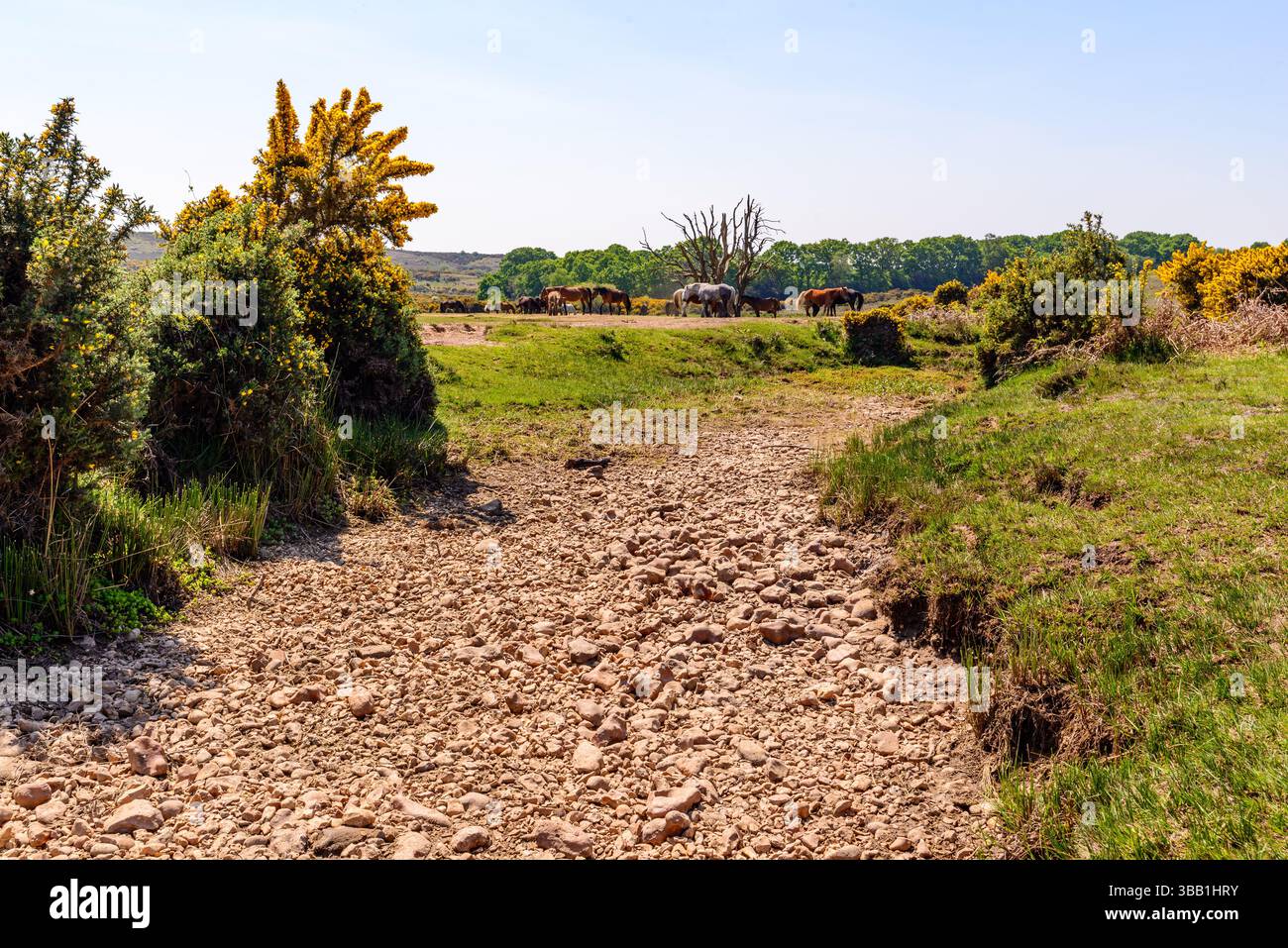 Godshill, New Forest, Hampshire, England, UK, 14th May 2025, Weather ...