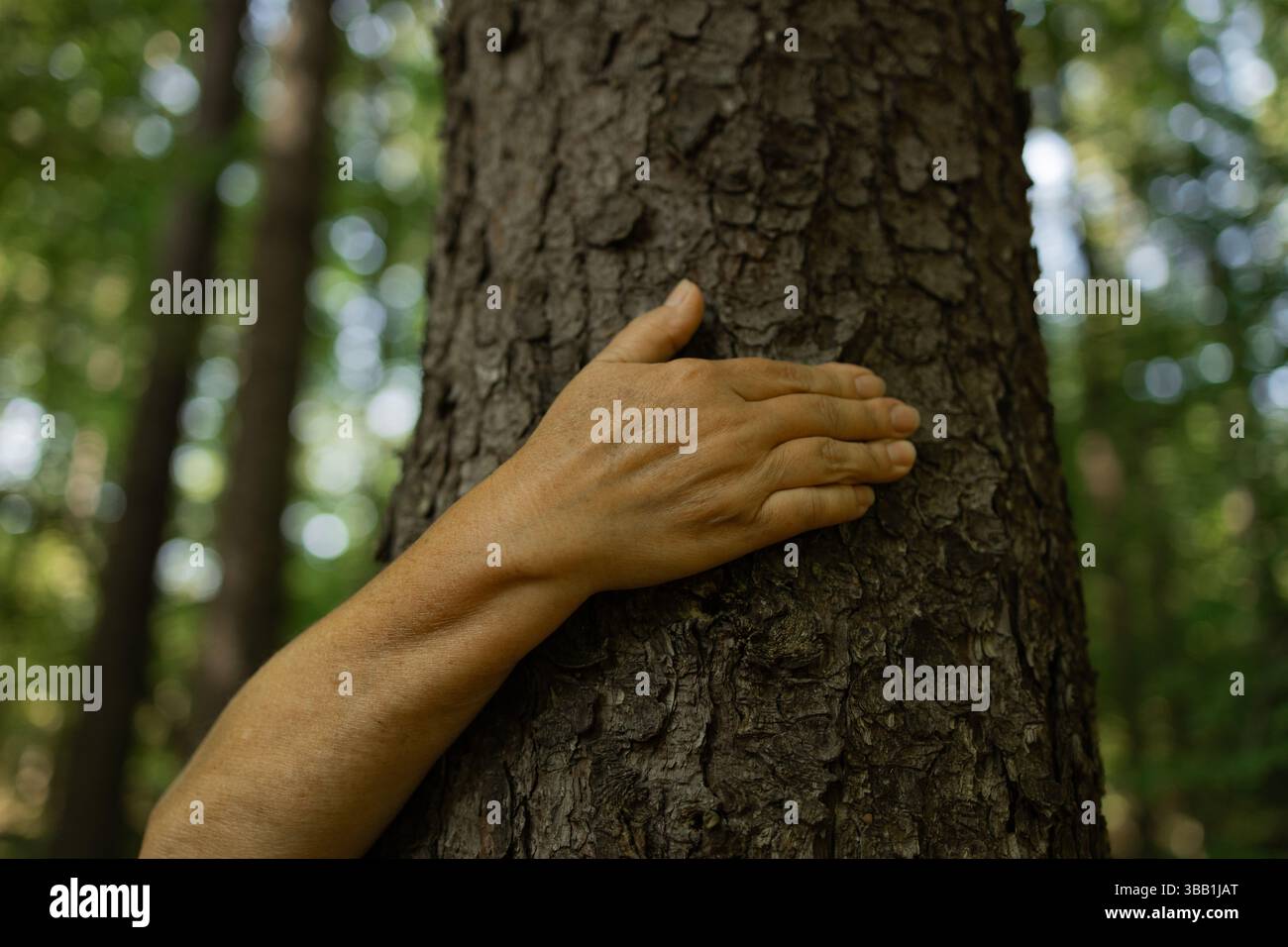 Single Human Hand Touching Tree Trunk in Forest Showing Connection with ...