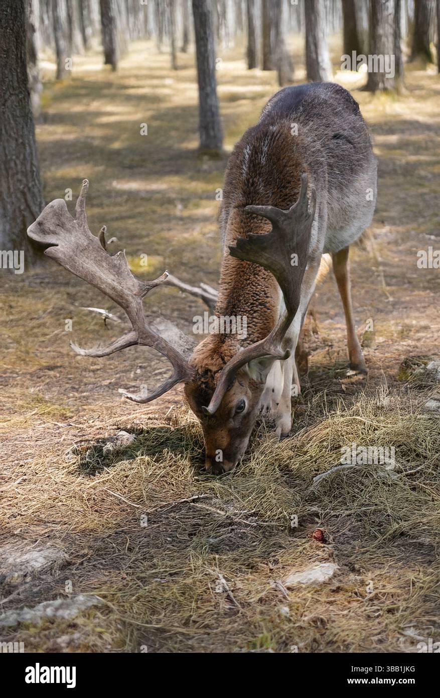 Deer with wild animals hi-res stock photography and images - Alamy