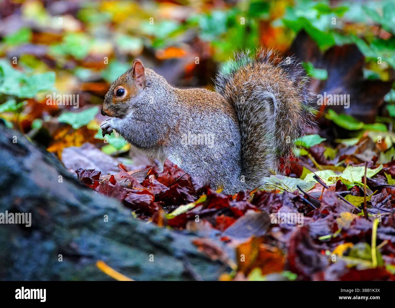 File photo dated 24/11/2024 of a grey squirrel . Less than 1% of the ...
