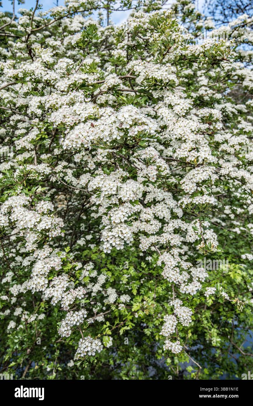 The common hawthorn has bloomed spectacularly in a dry Spring,2025 ...