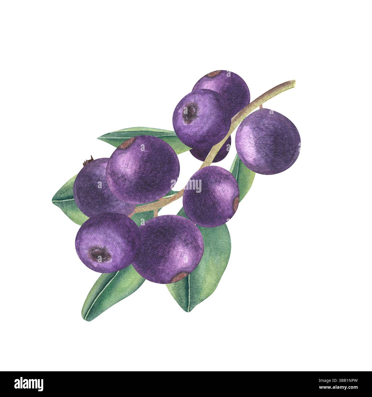 Dark purple berries on branch with green leaves watercolor illustration ...