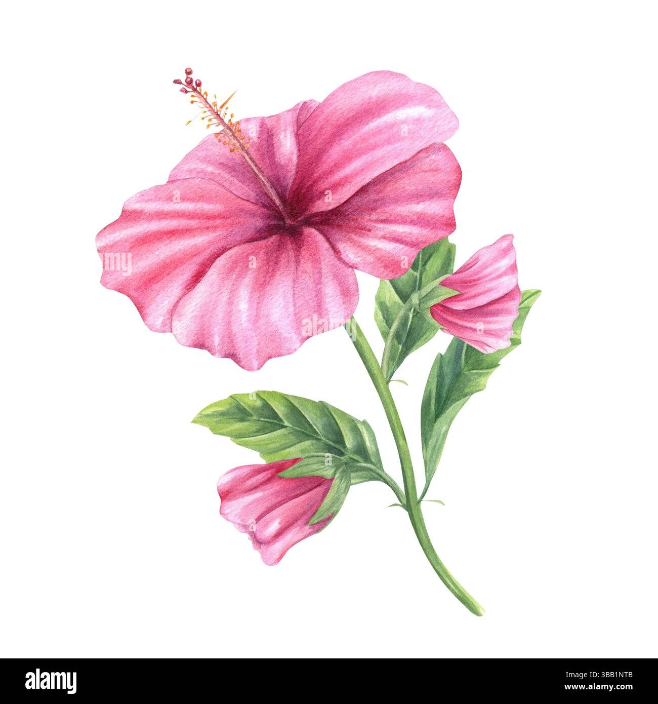 Pink rose mallow branch with buds, bloom and leaves on stem watercolor ...