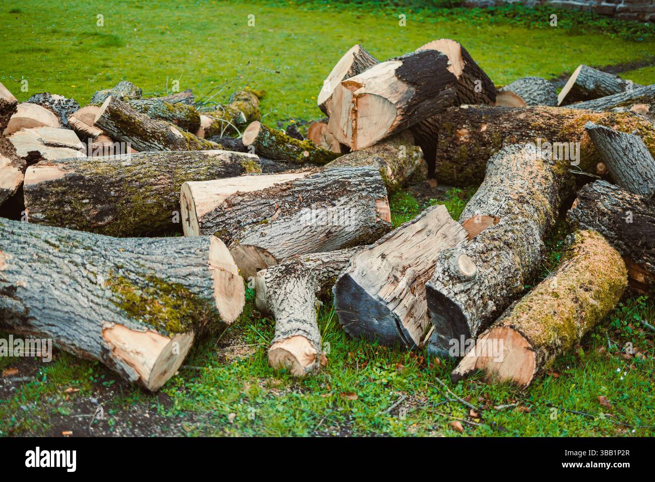 Pile of chopped fresh trees. Forest cutting. chopped logs from huge ...