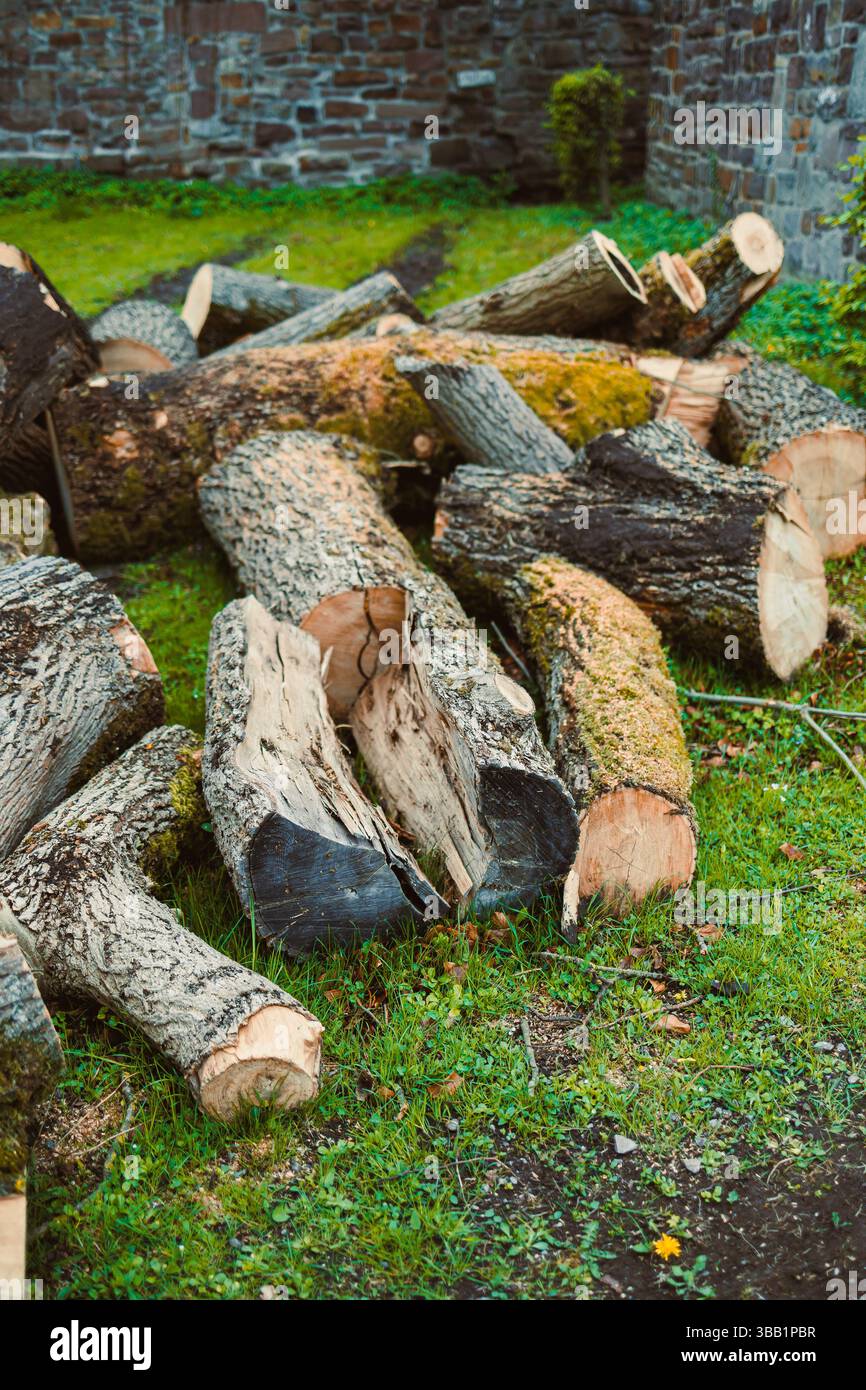 Chopped trees for winter storage. A pile of chopped fresh trees. Forest ...