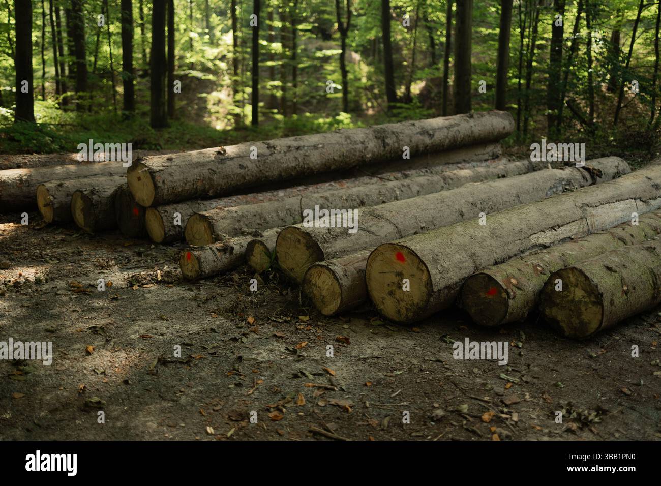 Freshly Cut Tree Logs Stacked in Forest Representing Logging ...