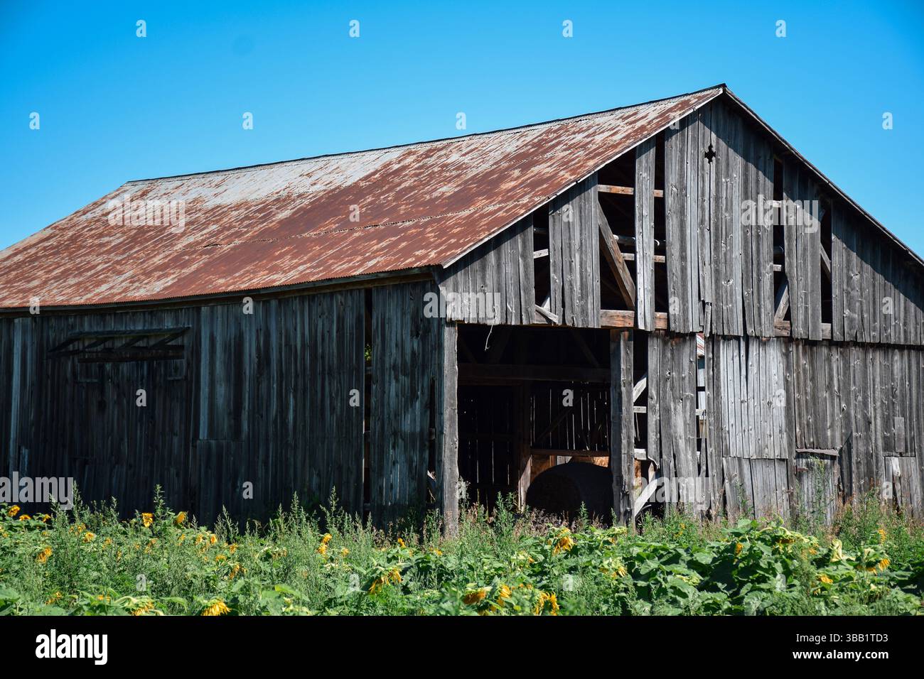 Old broken disintegrated abandoned barn among sunflowers in the countryside with blue sky Stock ...