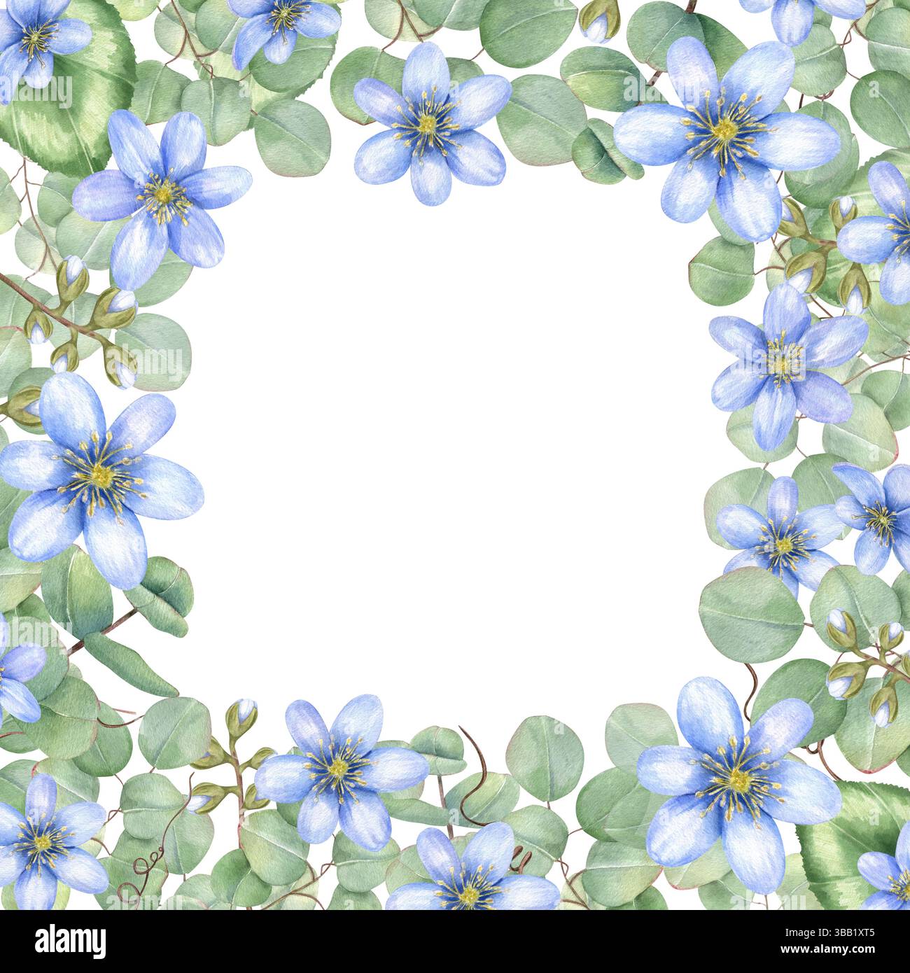 Delicate soft blue hepatica flowers and eucalyptus leaves square ...