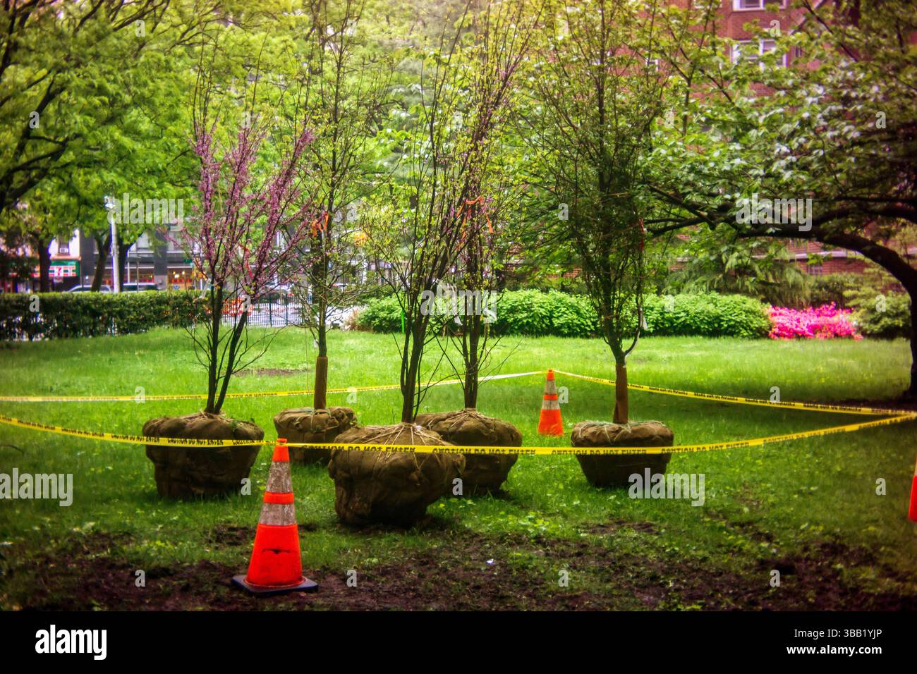 Trees waiting to be planted in Chelsea on Monday, May 5, 2025 ...