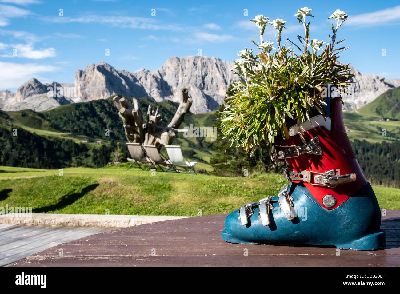 An old ski boot turned into a vase for a bunch of edelweiss Stock Photo ...