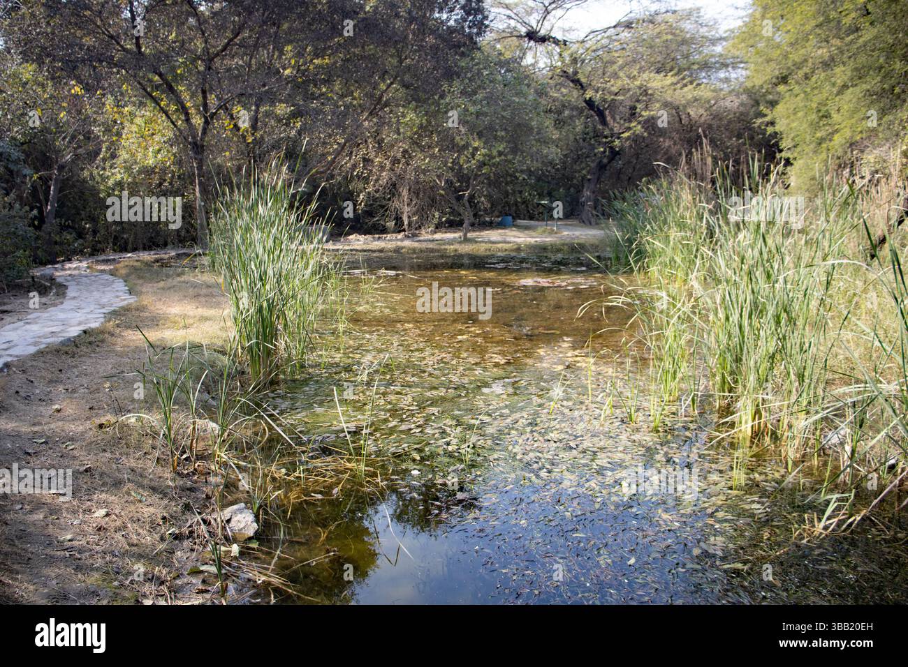 creek flowing in a wet land area of parkland in sumer sunshine Stock ...