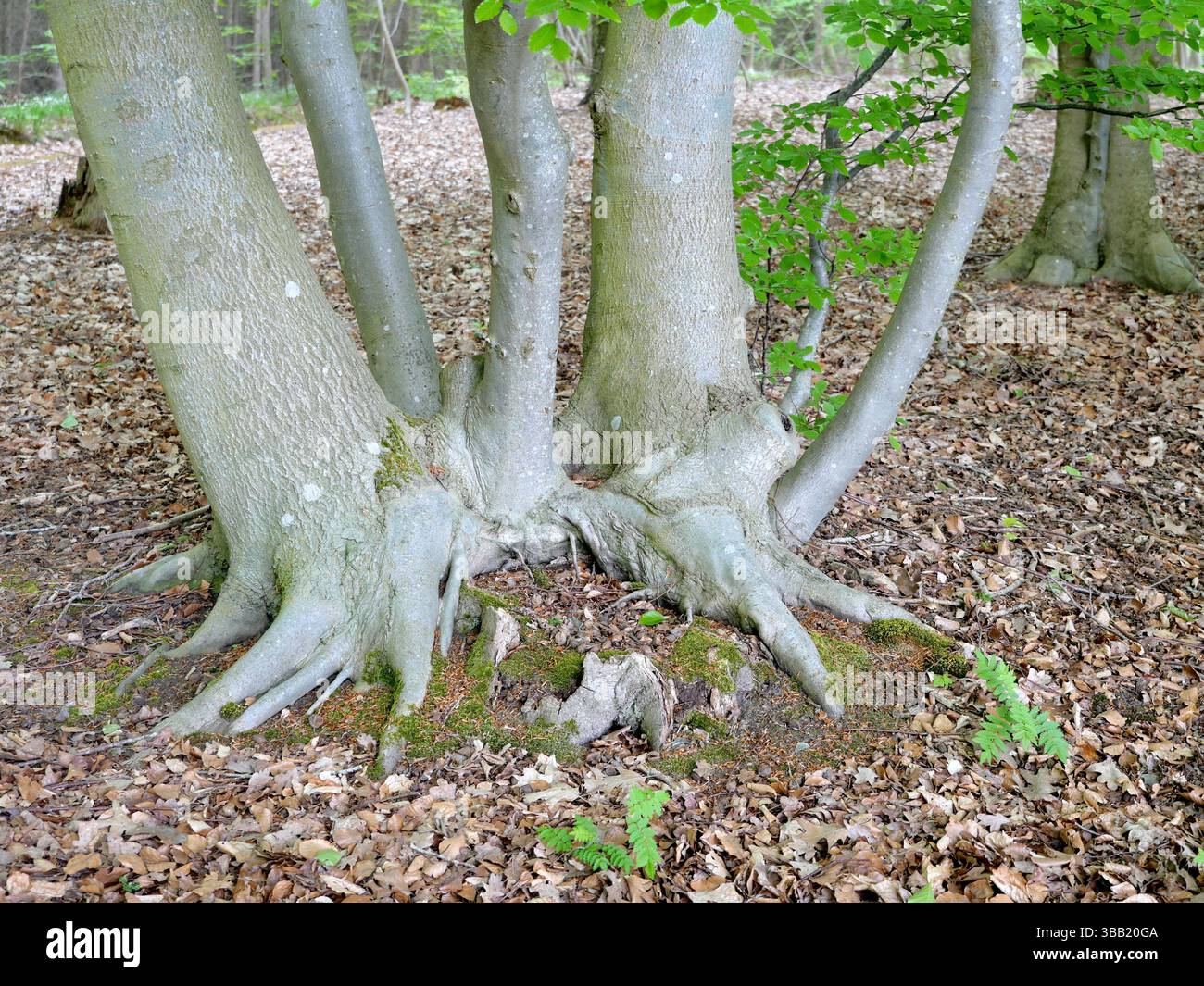 Rootbase hi-res stock photography and images - Alamy