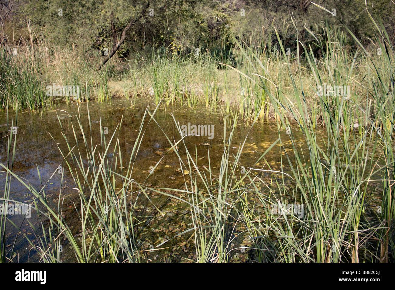 creek flowing in a wet land area of parkland in sumer sunshine Stock ...