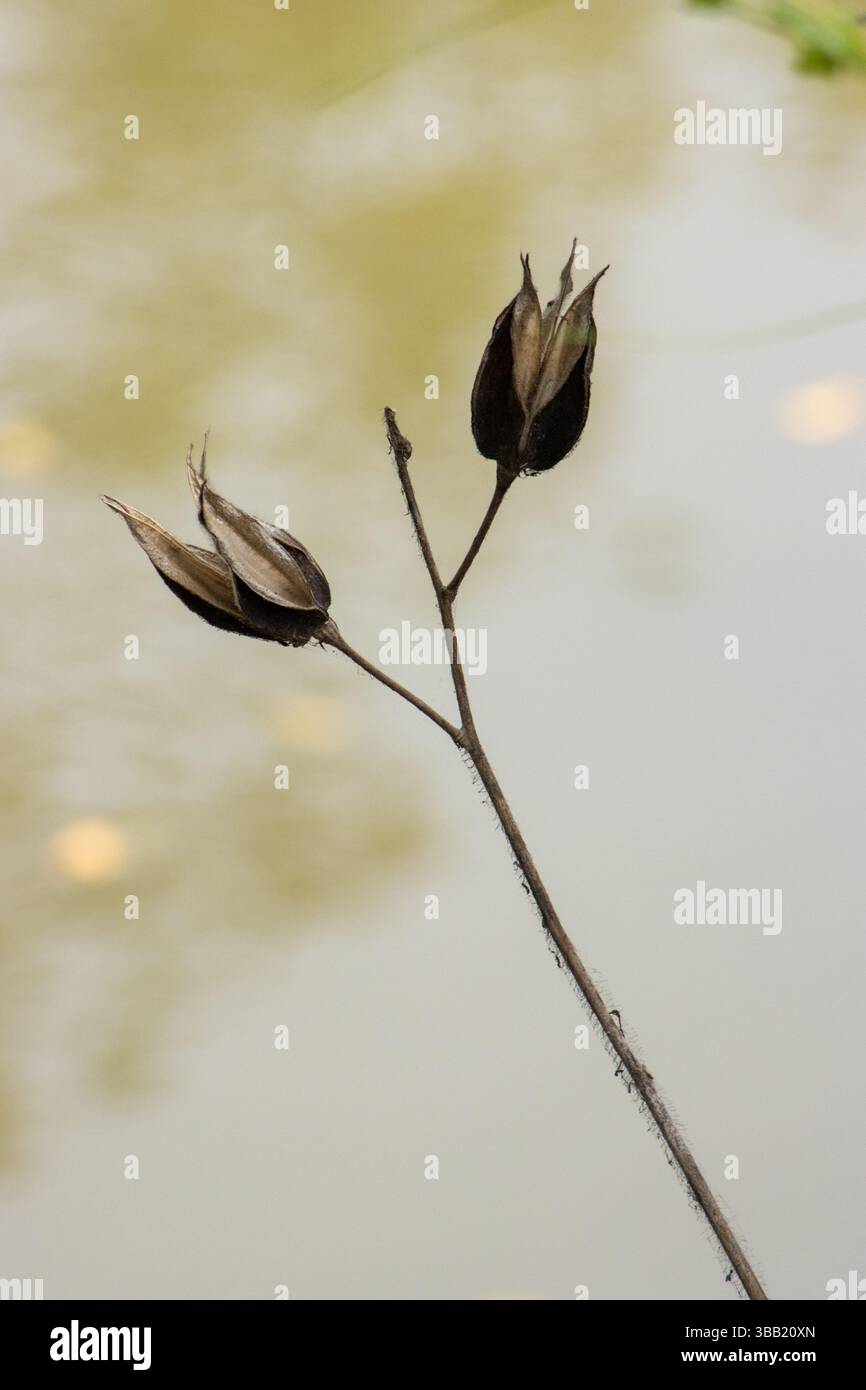 dried and dead seed pods on a plant isolated on a natural background in ...