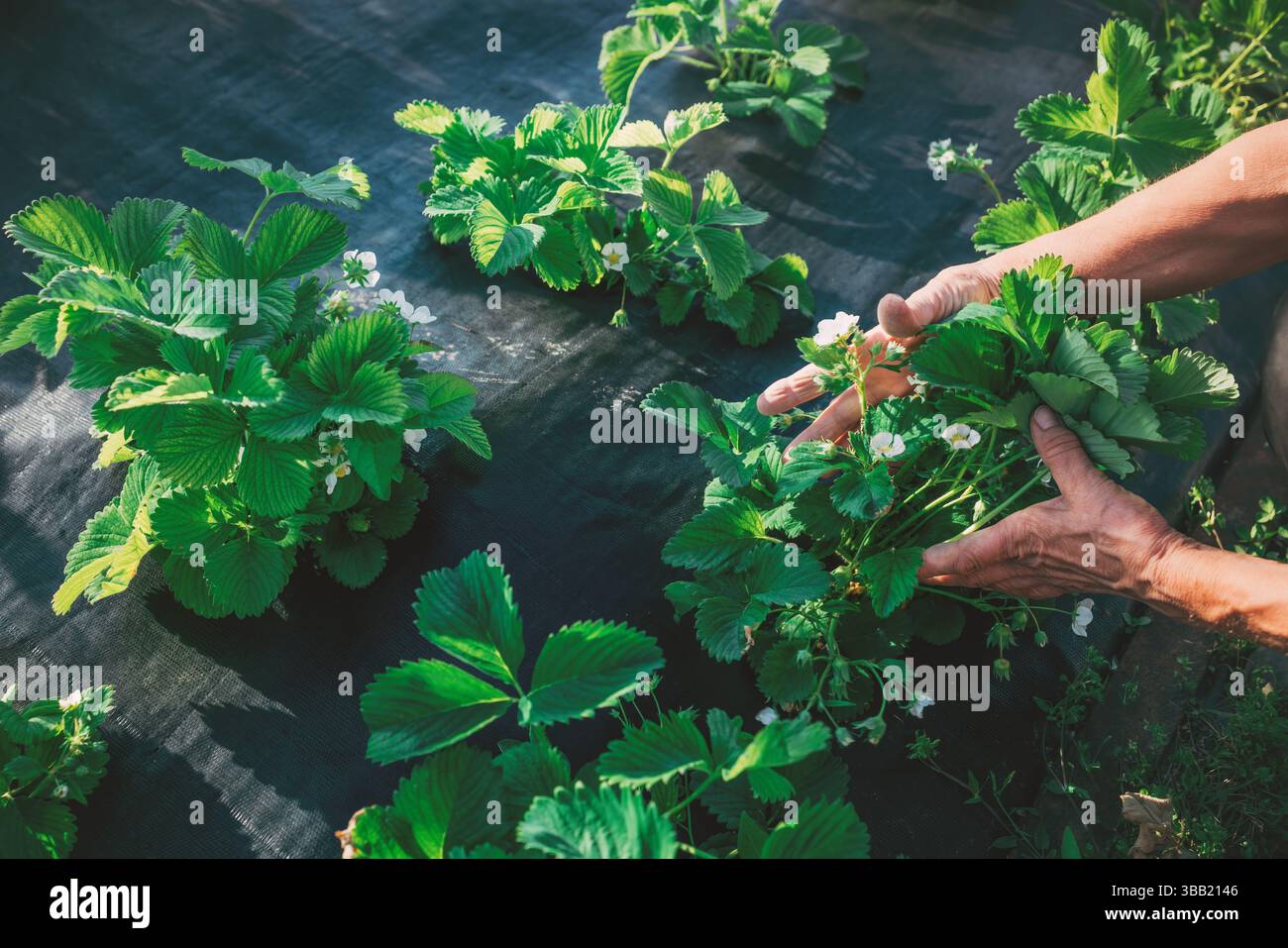 Farmer hands take care of blooming strawberry plants with flowers in a ...
