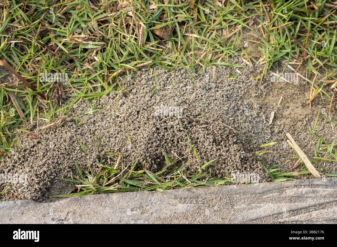 dried soil left on the side of the path in a short green grass lawn ...