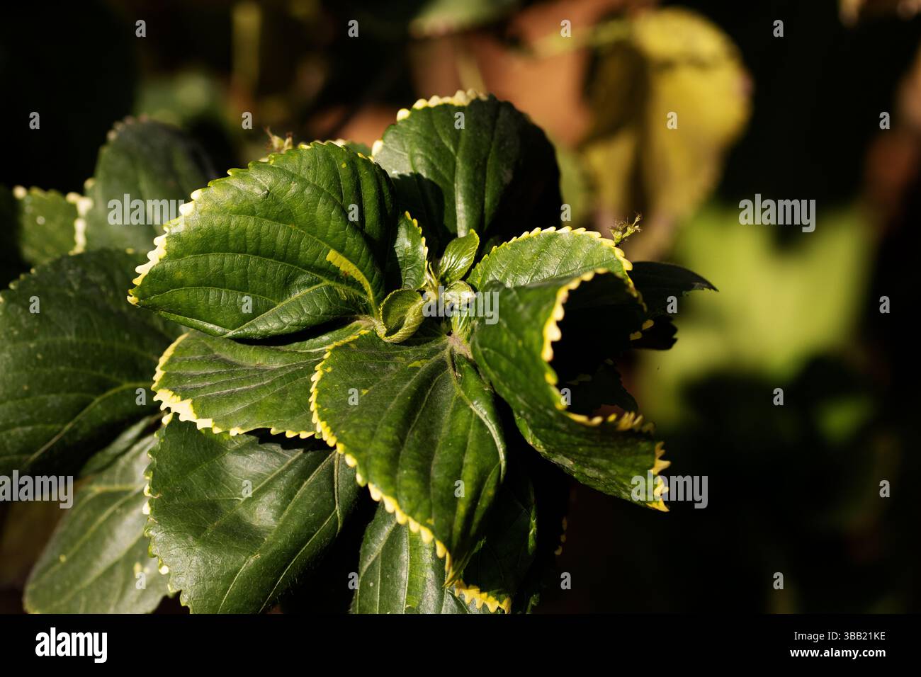 green and yellow edged leaf of Copperleaf, Jacob's coat and ...