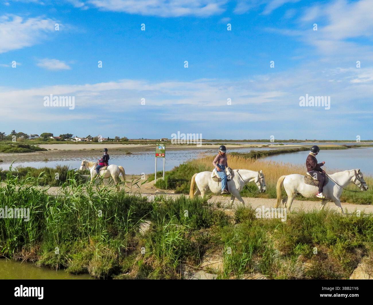 France, The Camargue is a protected march area where the wild Camargue ...