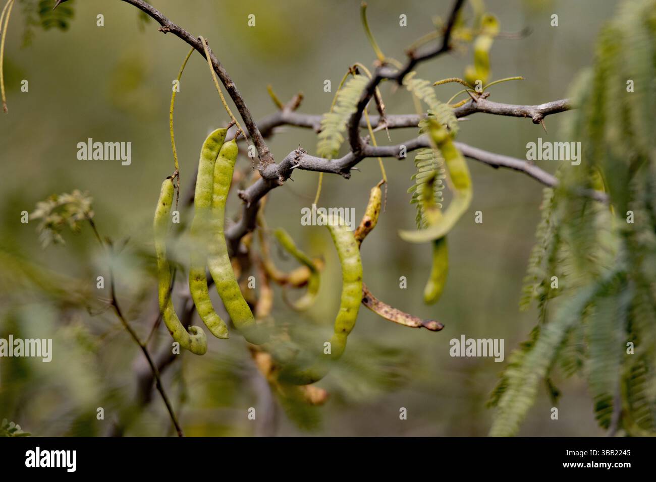 green pods hanging from a tree in the legume (Fabaceae or Leguminosae ...