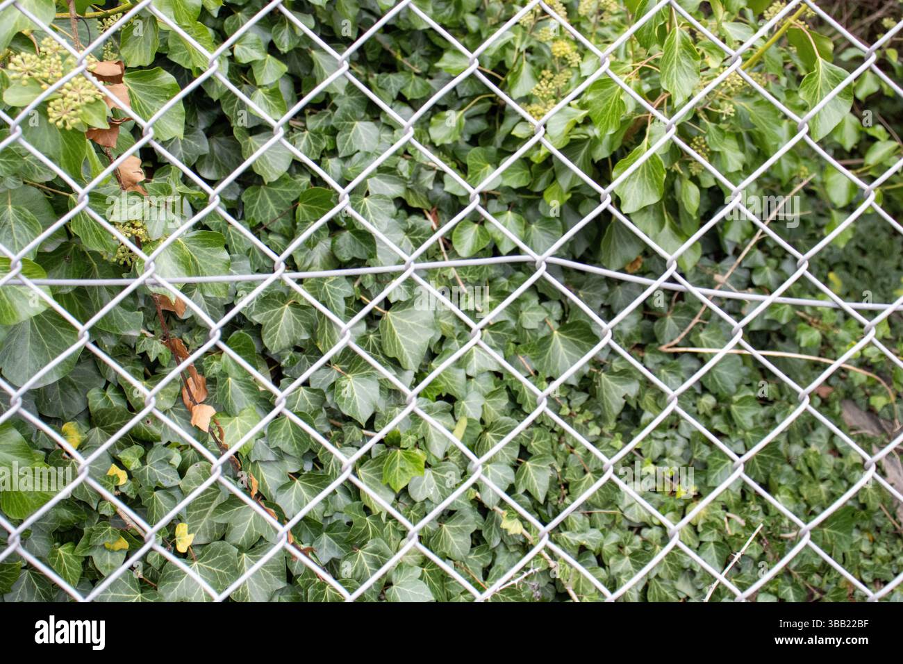 grey steel wire mesh security fence with plants growing in the ...