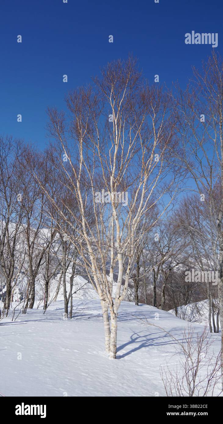 Hakuba Goryu Snow Resort, Nagano, Japan Stock Photo - Alamy