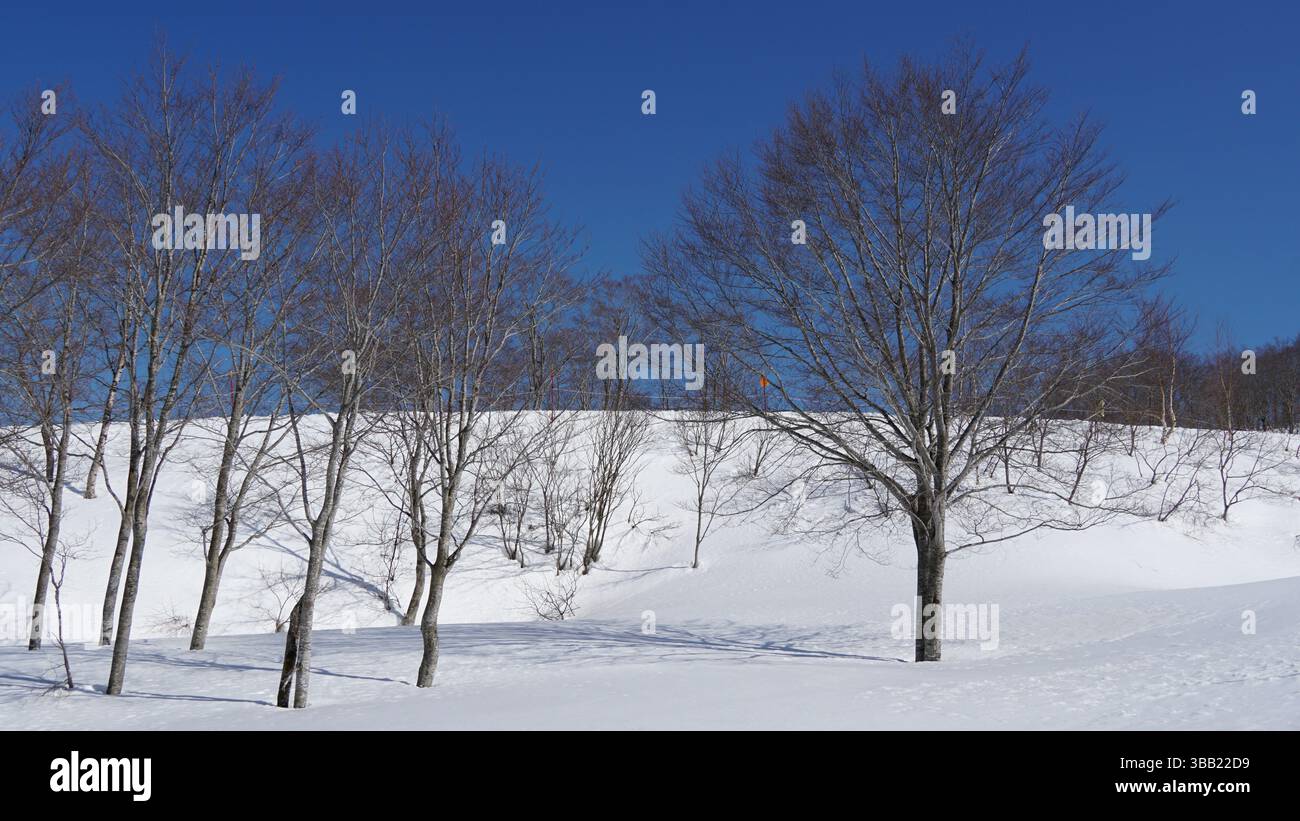 Hakuba Goryu Snow Resort, Nagano, Japan Stock Photo - Alamy
