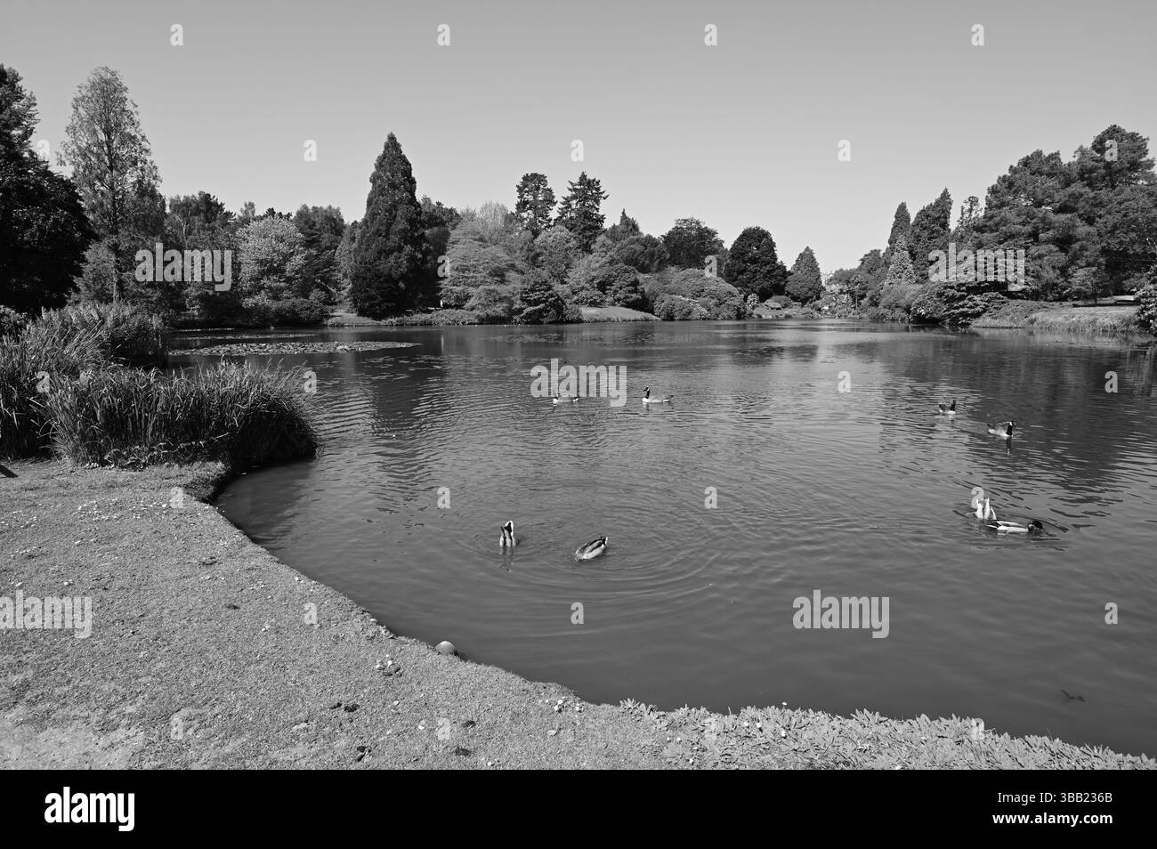Calm springtime Black and White Stock Photos & Images - Alamy