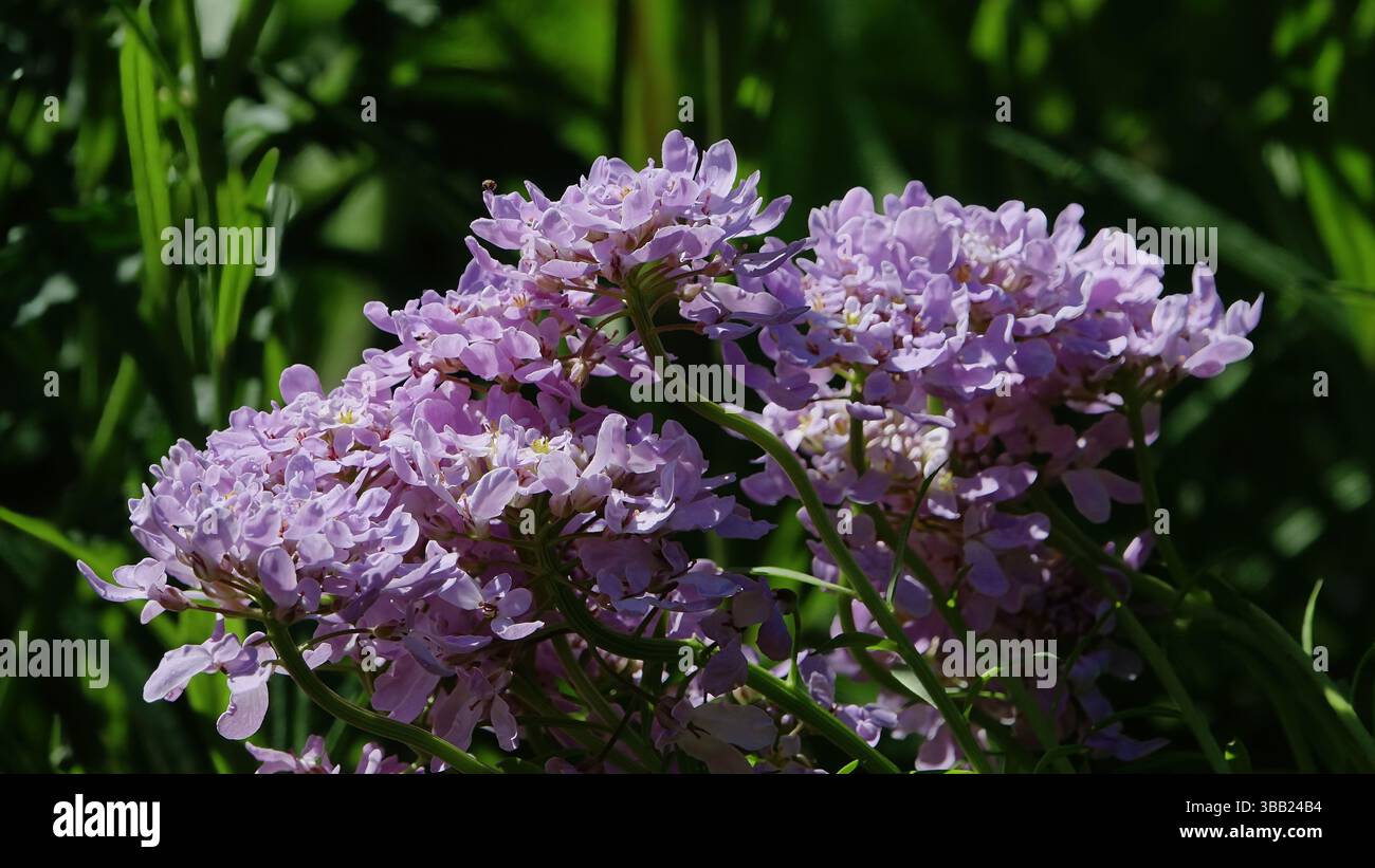 Mermaid lavender hi-res stock photography and images - Alamy