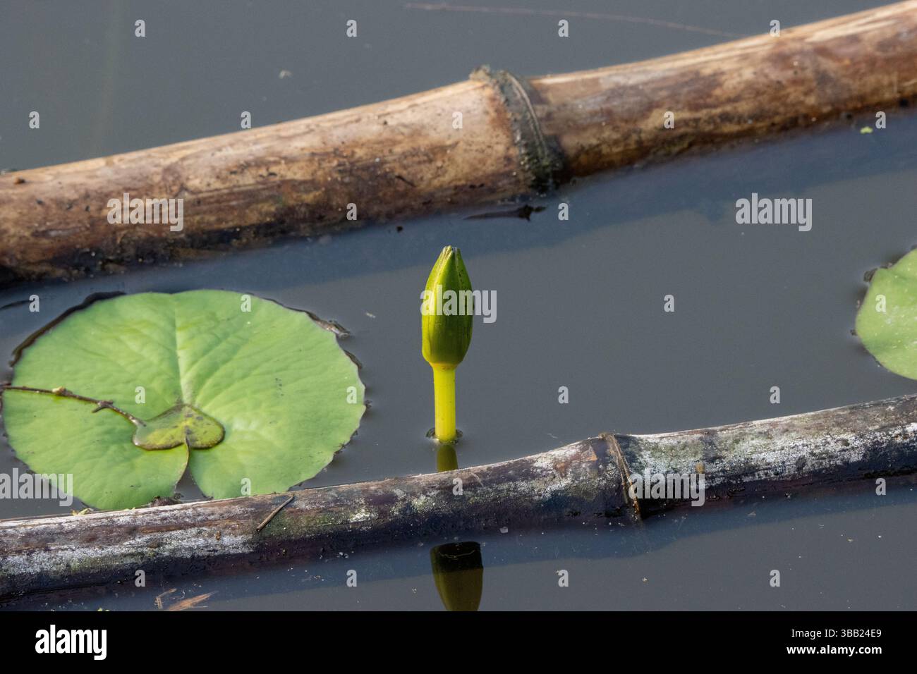 Lotus flower (Nelumbo nucifera) bud and leaves with still water and a ...