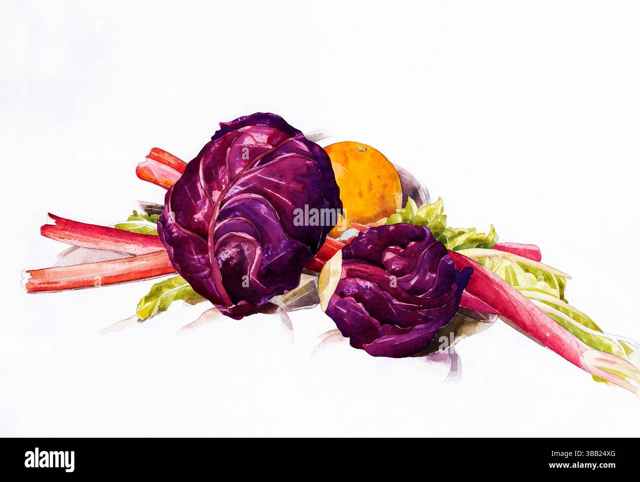Cabbage aesthetic hi-res stock photography and images - Alamy
