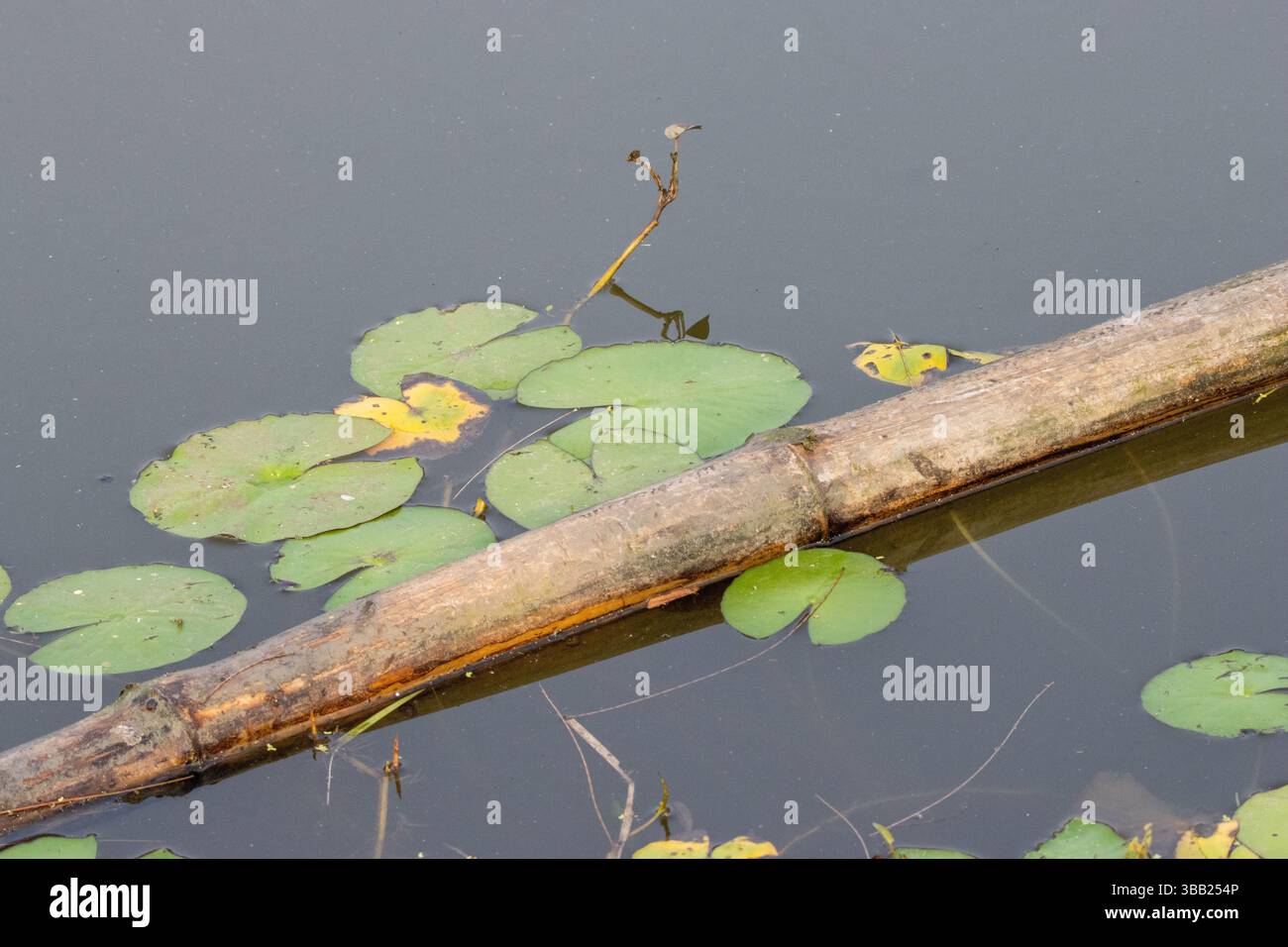 Lotus leaves (Nelumbo nucifera) with still water and a natural ...