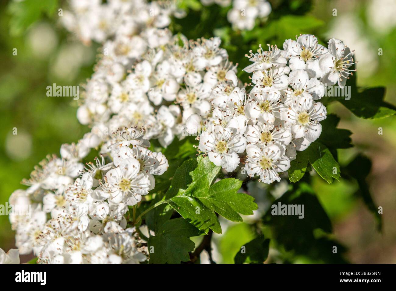 Blühender Weißdorn, Crataegus laevigata *** Flowering hawthorn ...