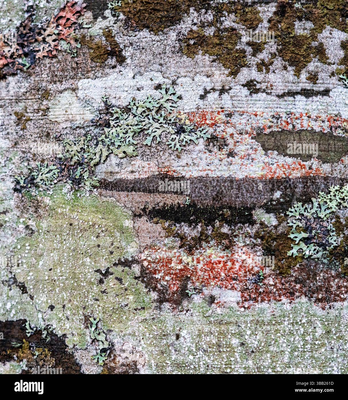 Crustose types hi-res stock photography and images - Alamy