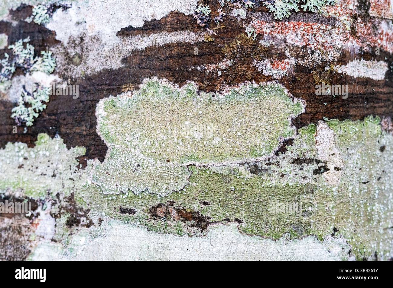 Red and green crustose and foliose lichens growing on textured tree ...