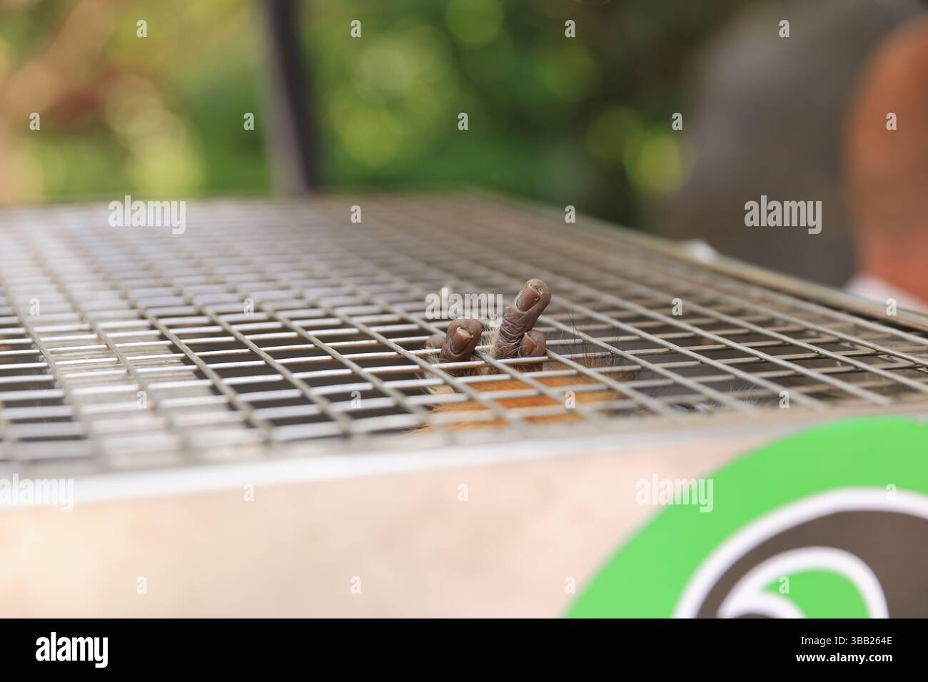 Monkey fingers pictured during the arrival and official welcome of the ...