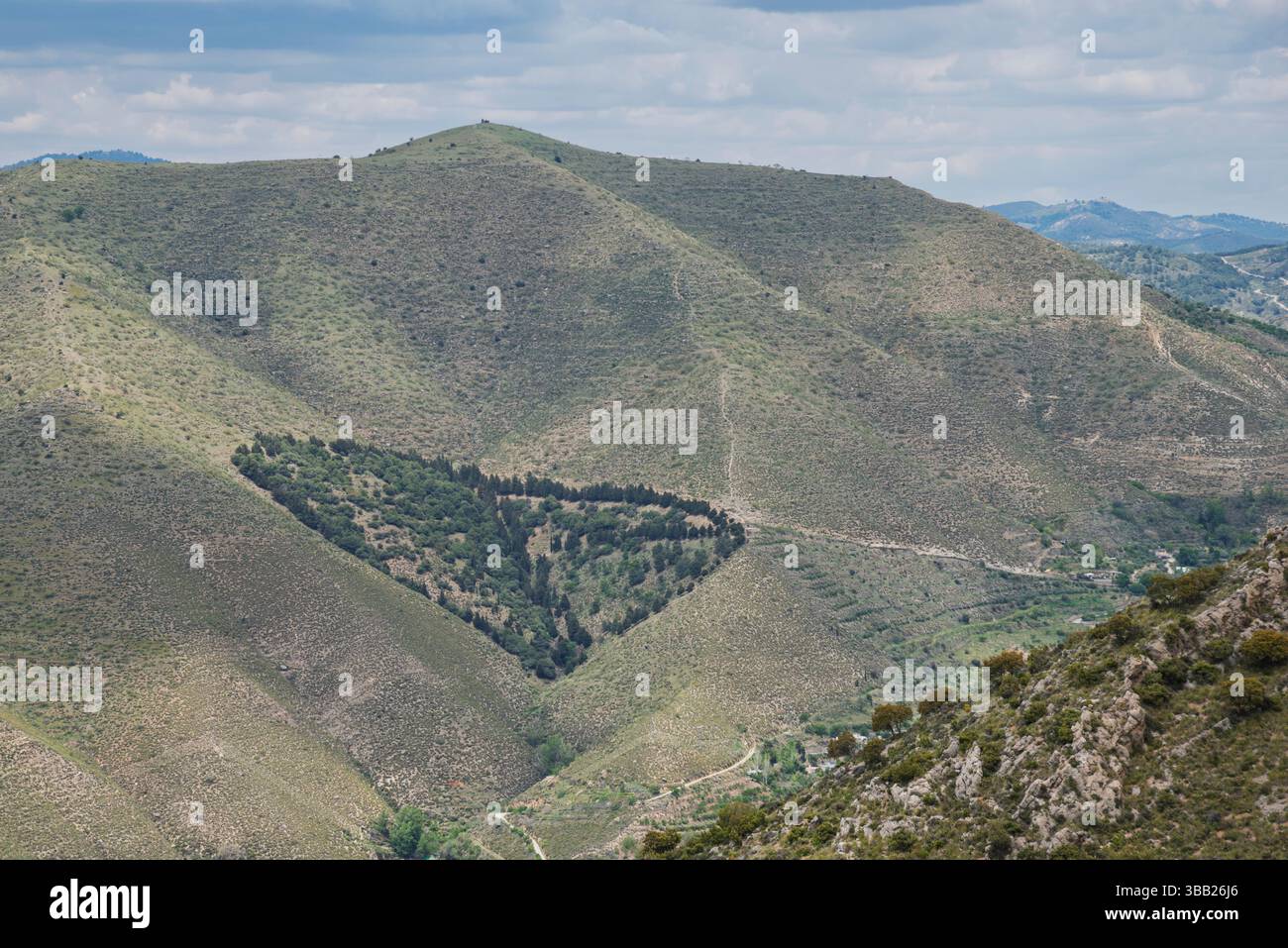 Arbol de ladera hi-res stock photography and images - Alamy