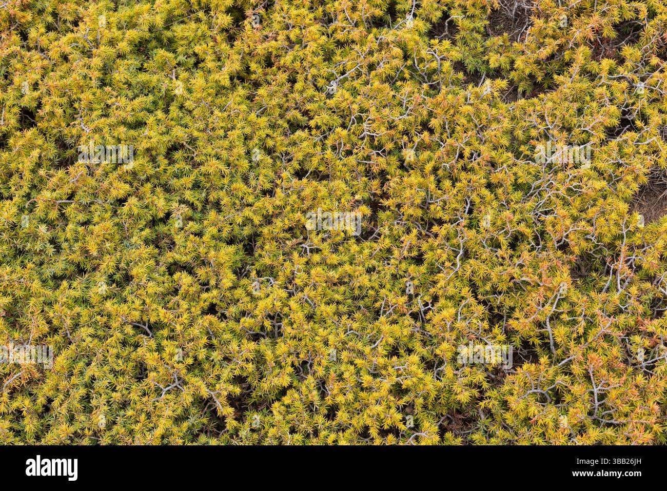 árbol de enebro hi-res stock photography and images - Alamy
